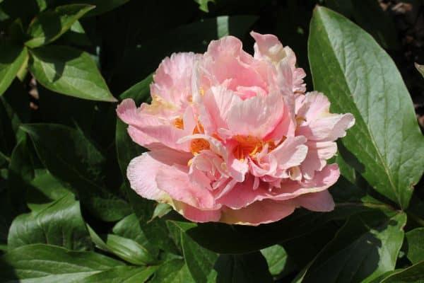Triphena Parkin – Quality Peonies