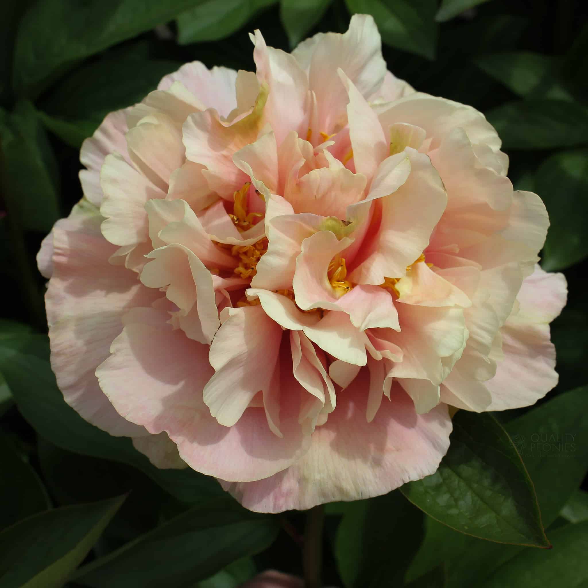 Triphena Parkin - Quality Peonies