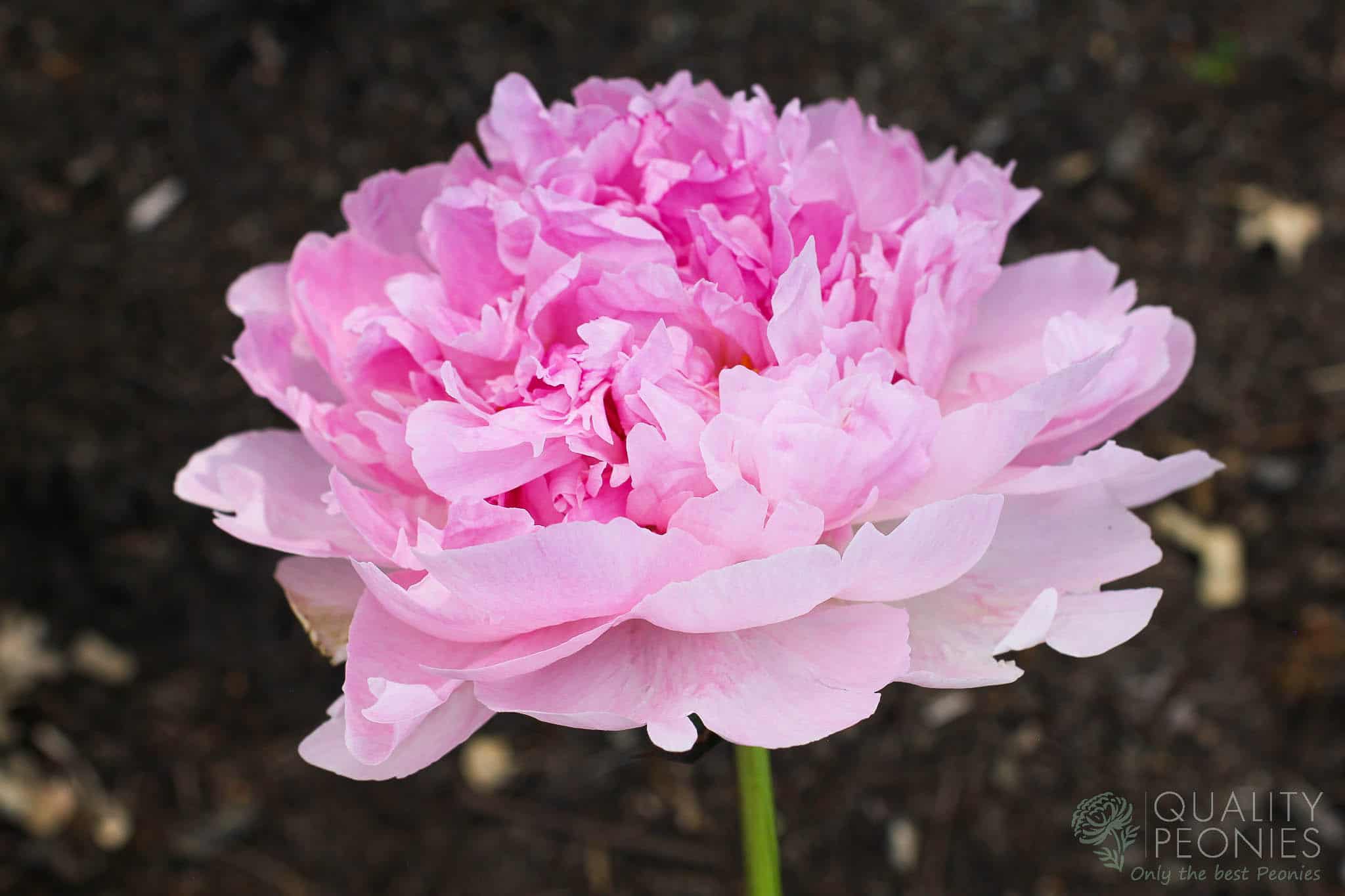 Marietta Sisson - Quality Peonies