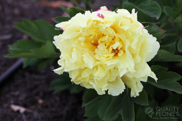 Sonoma Halo Quality Peonies