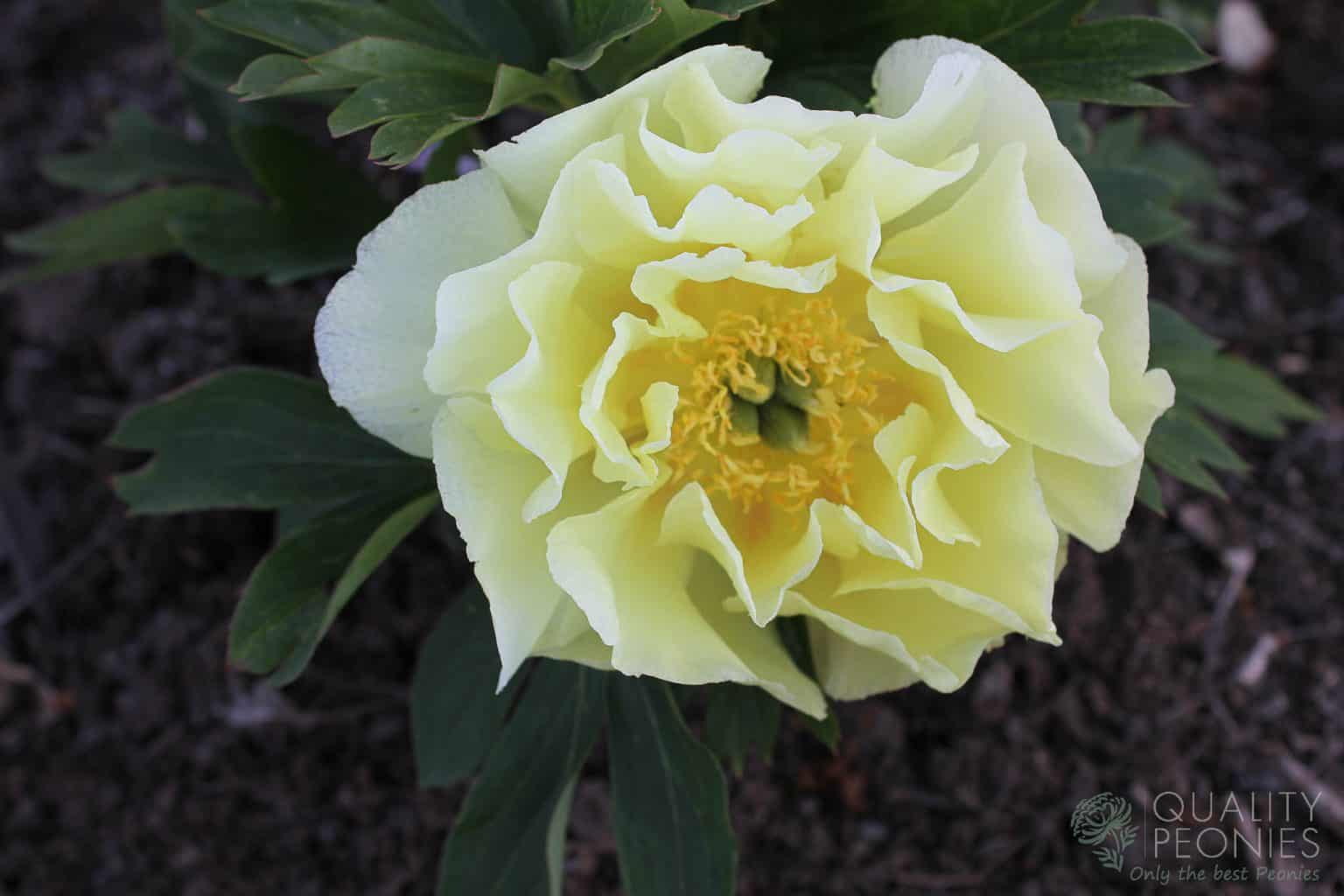 Bartzella - Quality Peonies