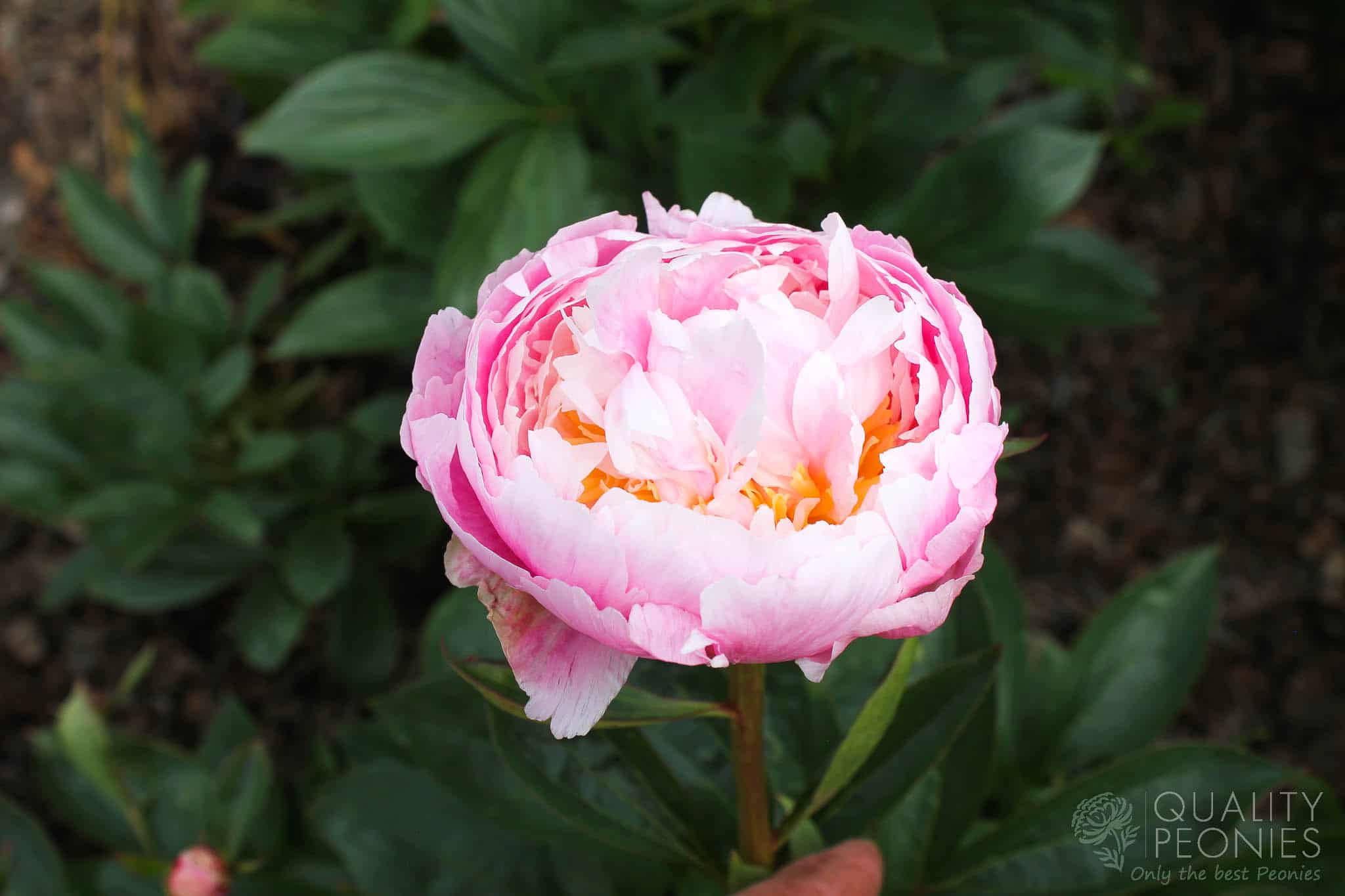 Adonis - Quality Peonies
