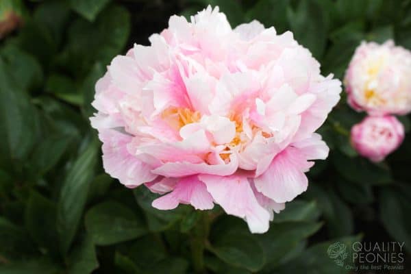 Adonis - Quality Peonies