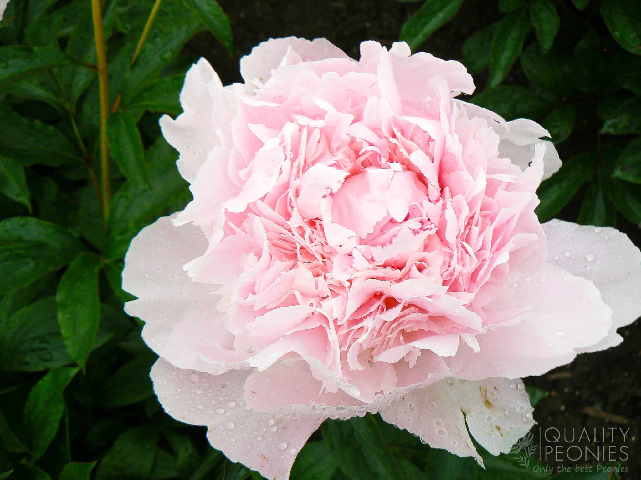 Alertie – Quality Peonies