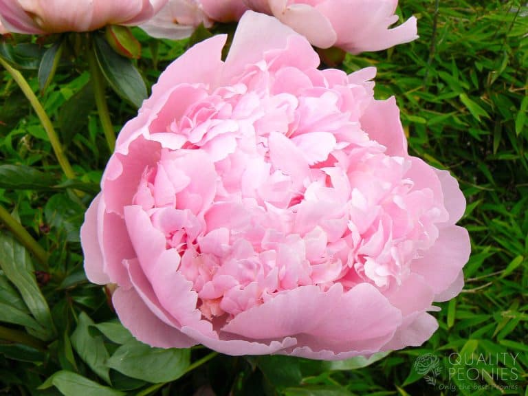 Angel Cheeks - Quality Peonies