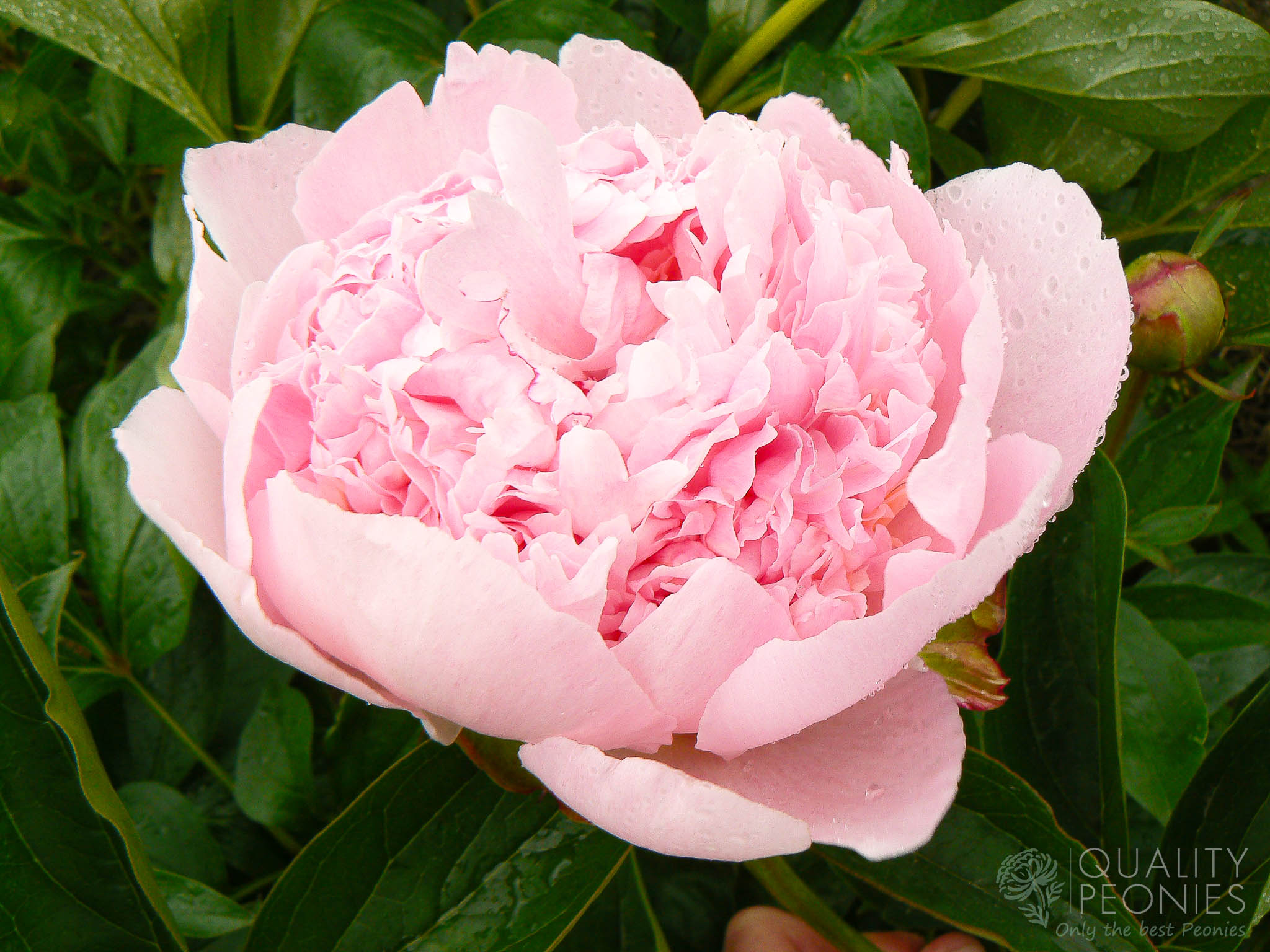 Angel Cheeks - Quality Peonies