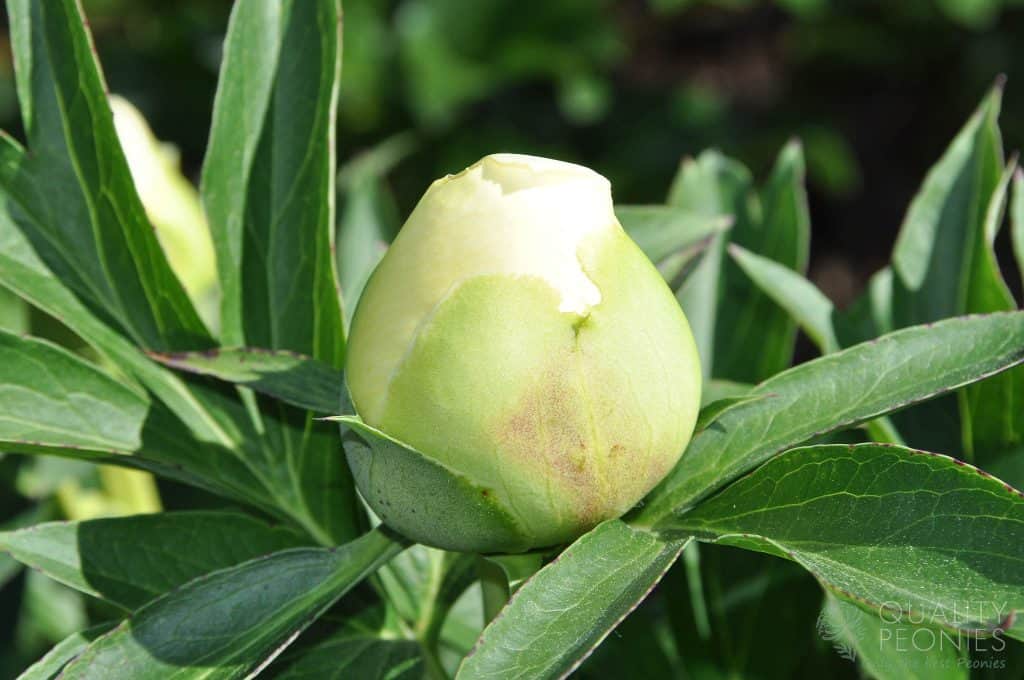 Bartzella - Quality Peonies