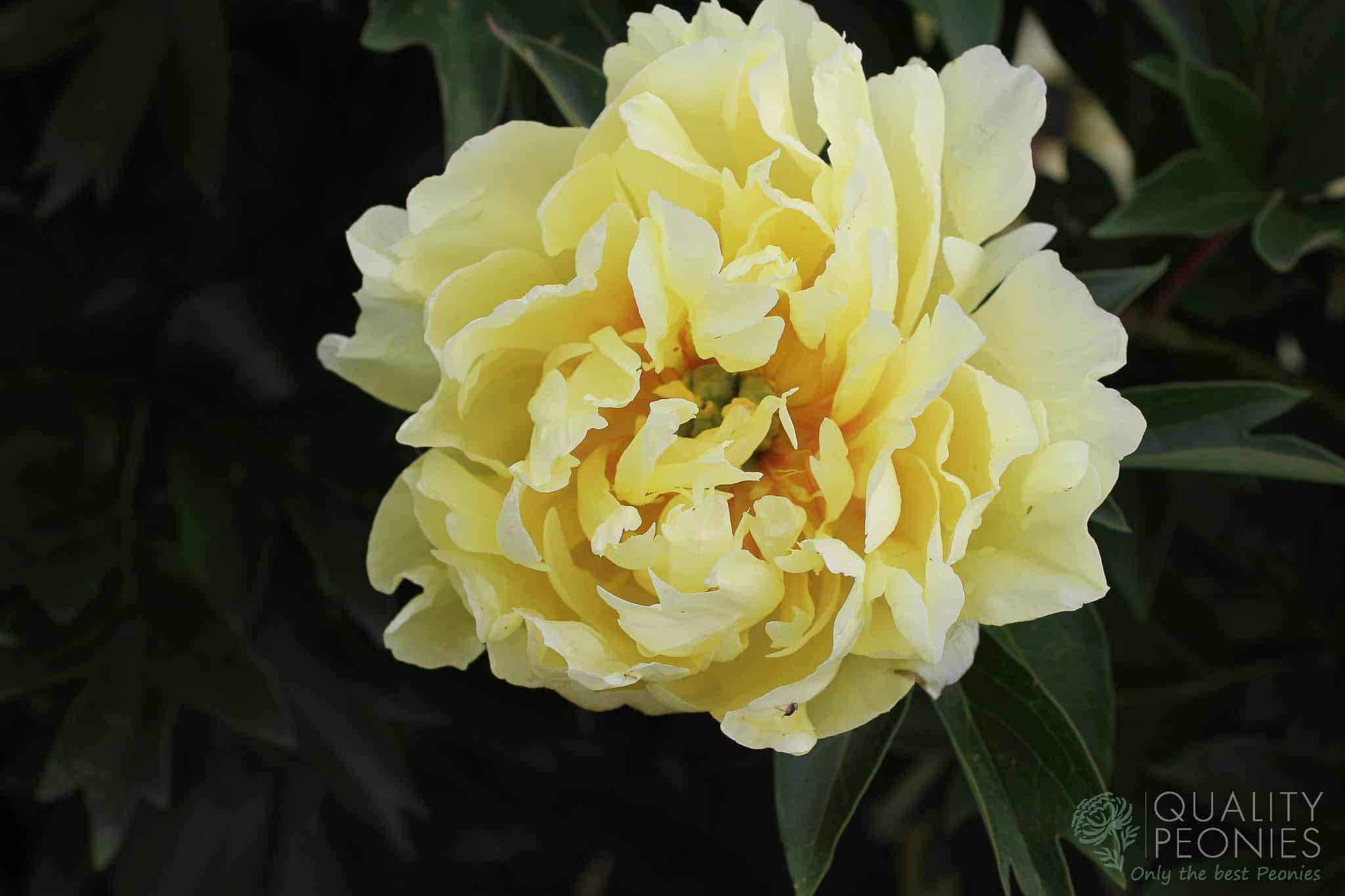 Bartzella - Quality Peonies