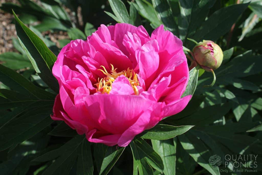 Belle Toulousaine – Quality Peonies