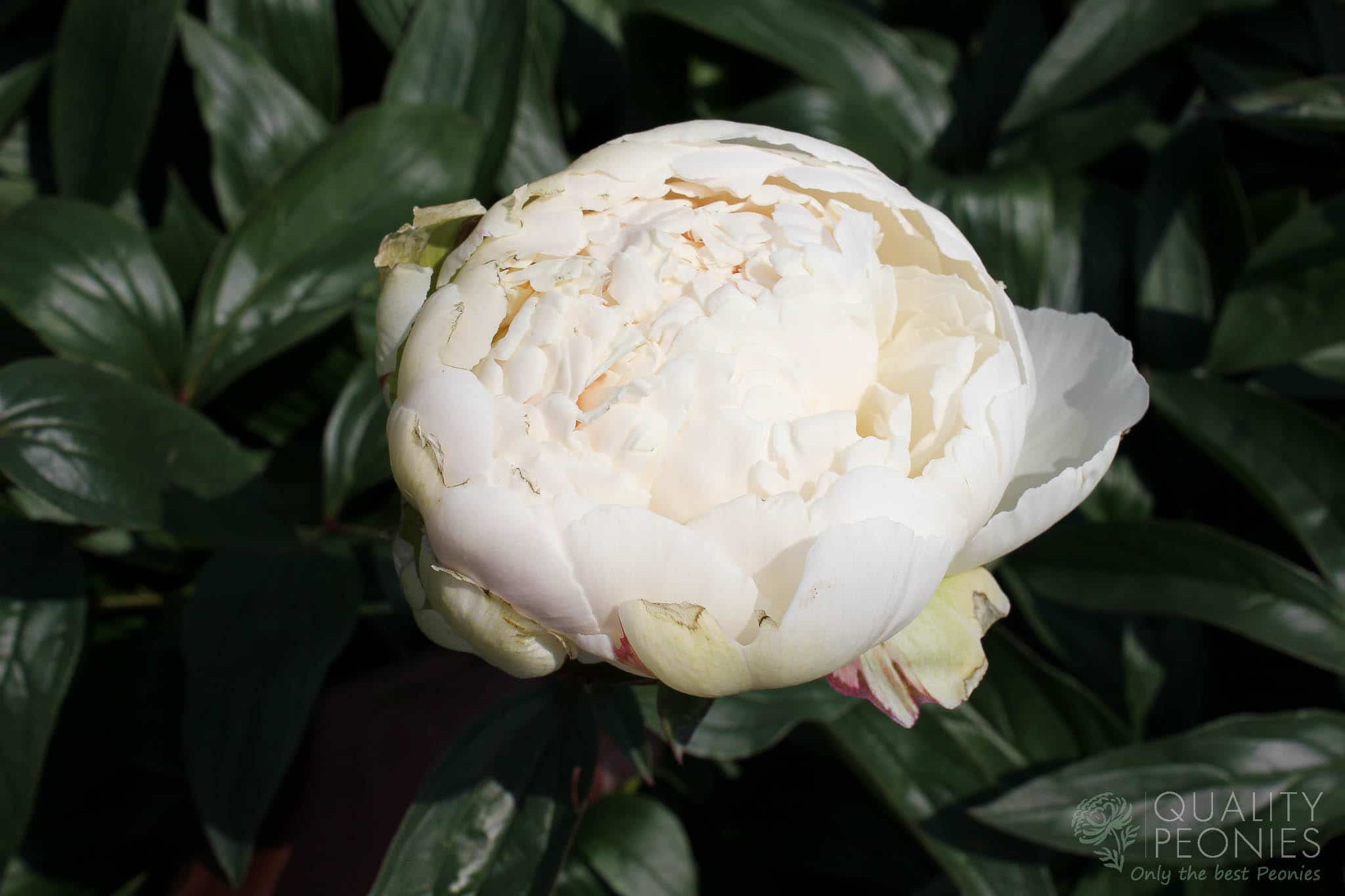 Bowl of Cream - Quality Peonies