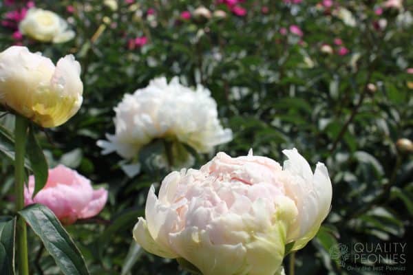 Brother Chuck - Quality Peonies