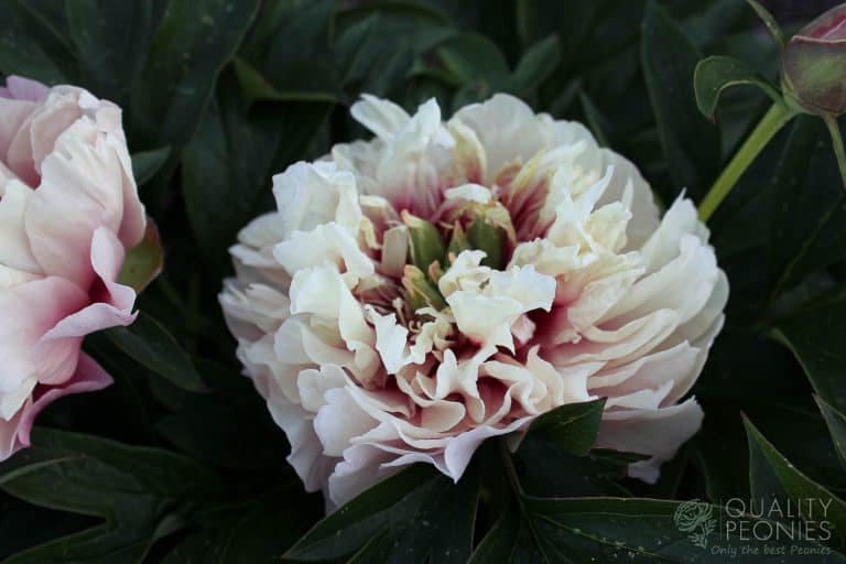 Caroline Constabel - Quality Peonies