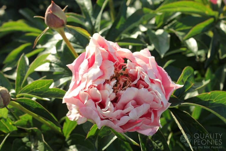Caroline Constabel - Quality Peonies