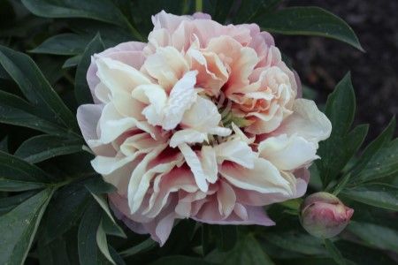 Caroline Constabel - Quality Peonies