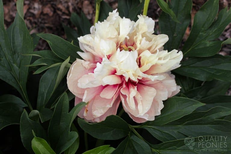 Caroline Constabel - Quality Peonies