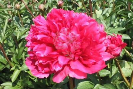 Command Performance - Quality Peonies