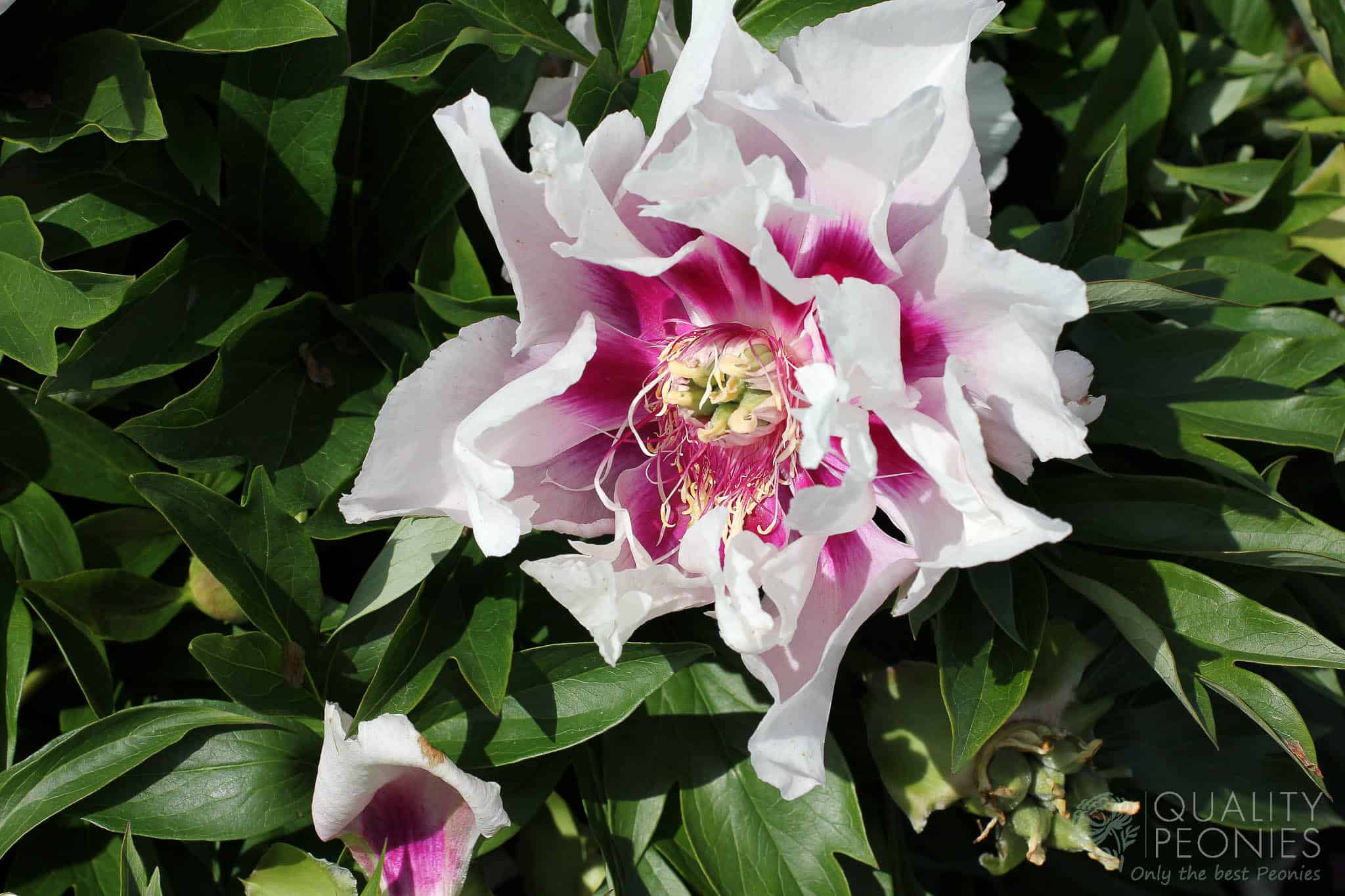 Cora Louise - Quality Peonies