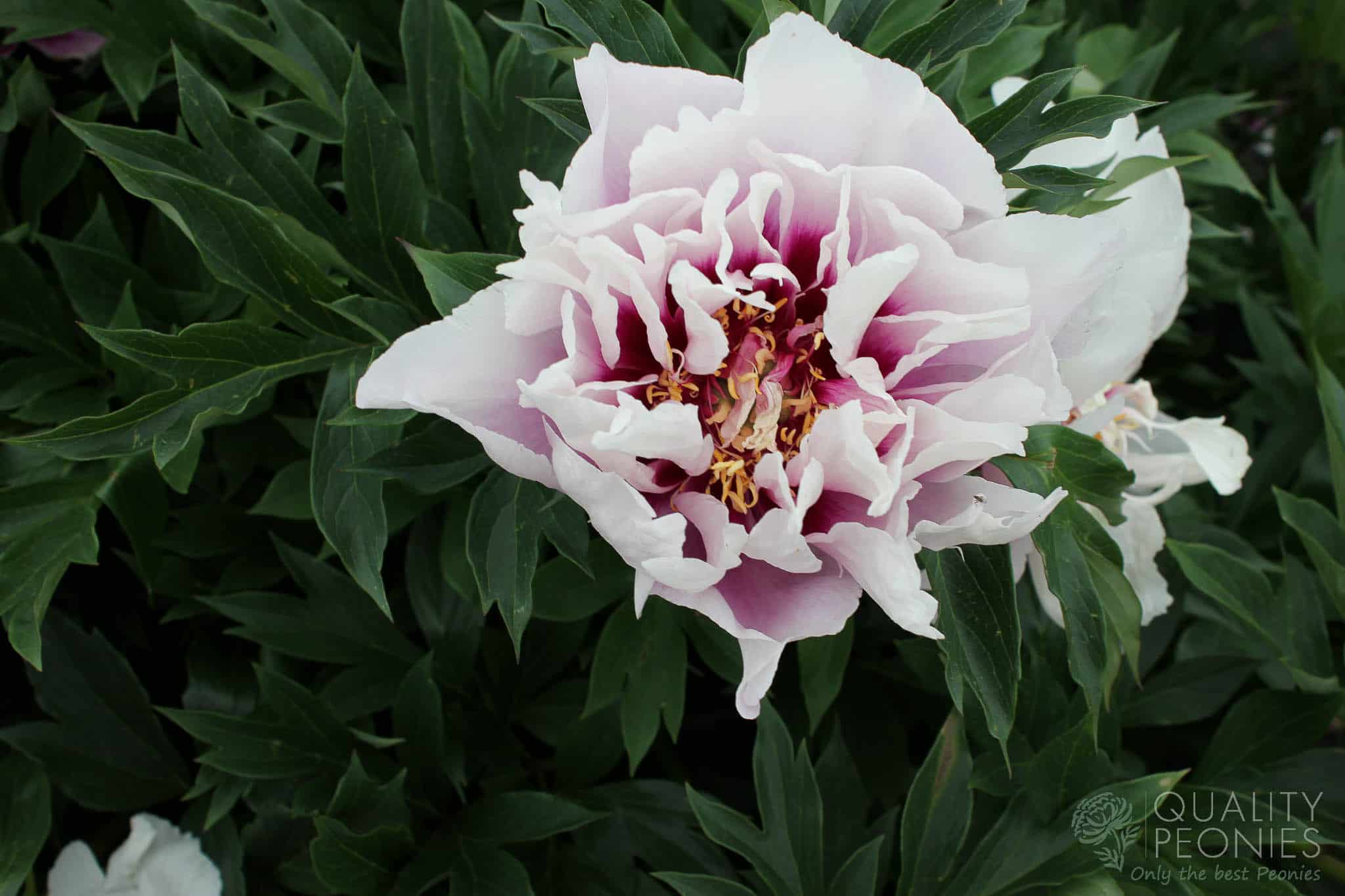 Cora Louise – Quality Peonies