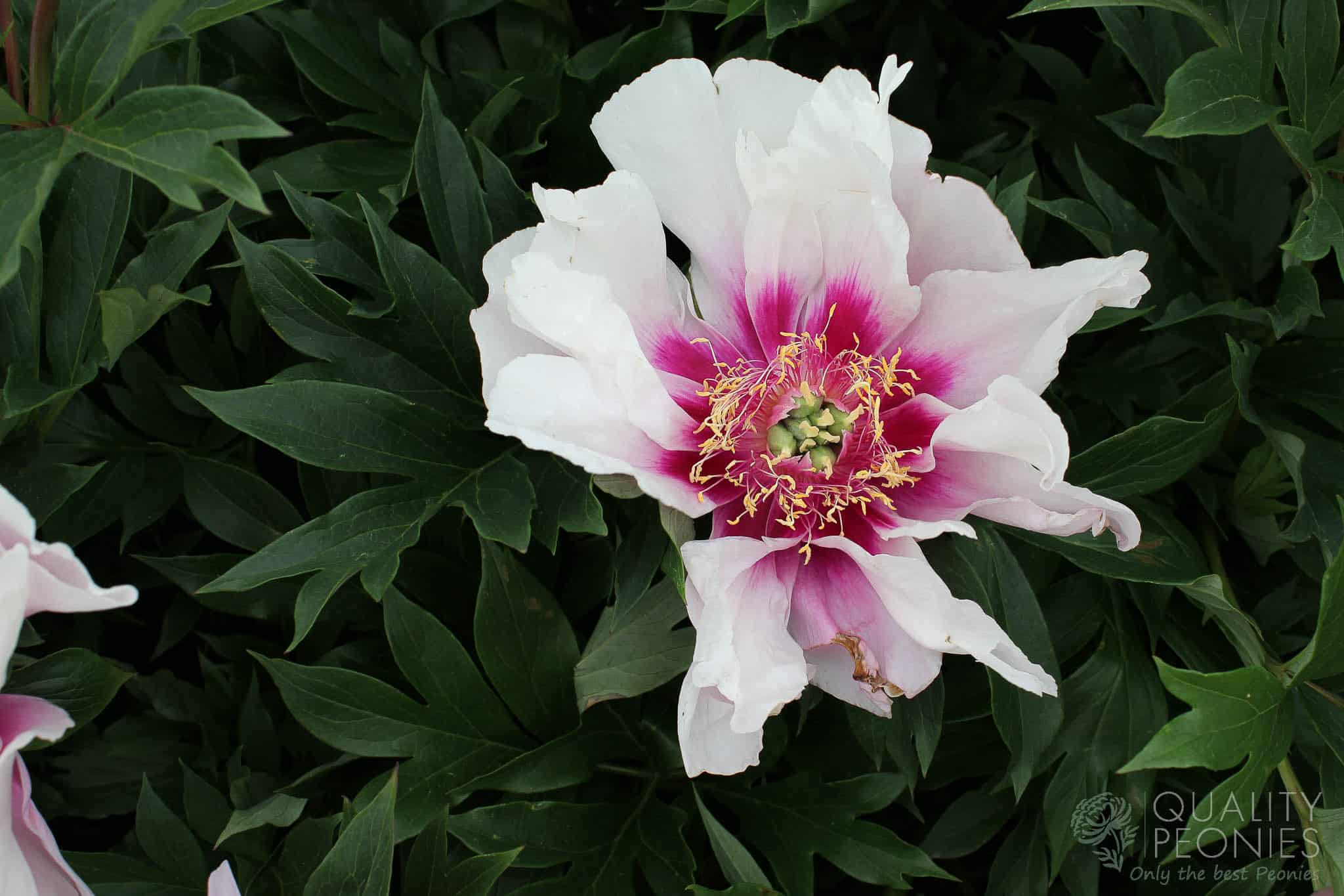 Cora Louise – Quality Peonies