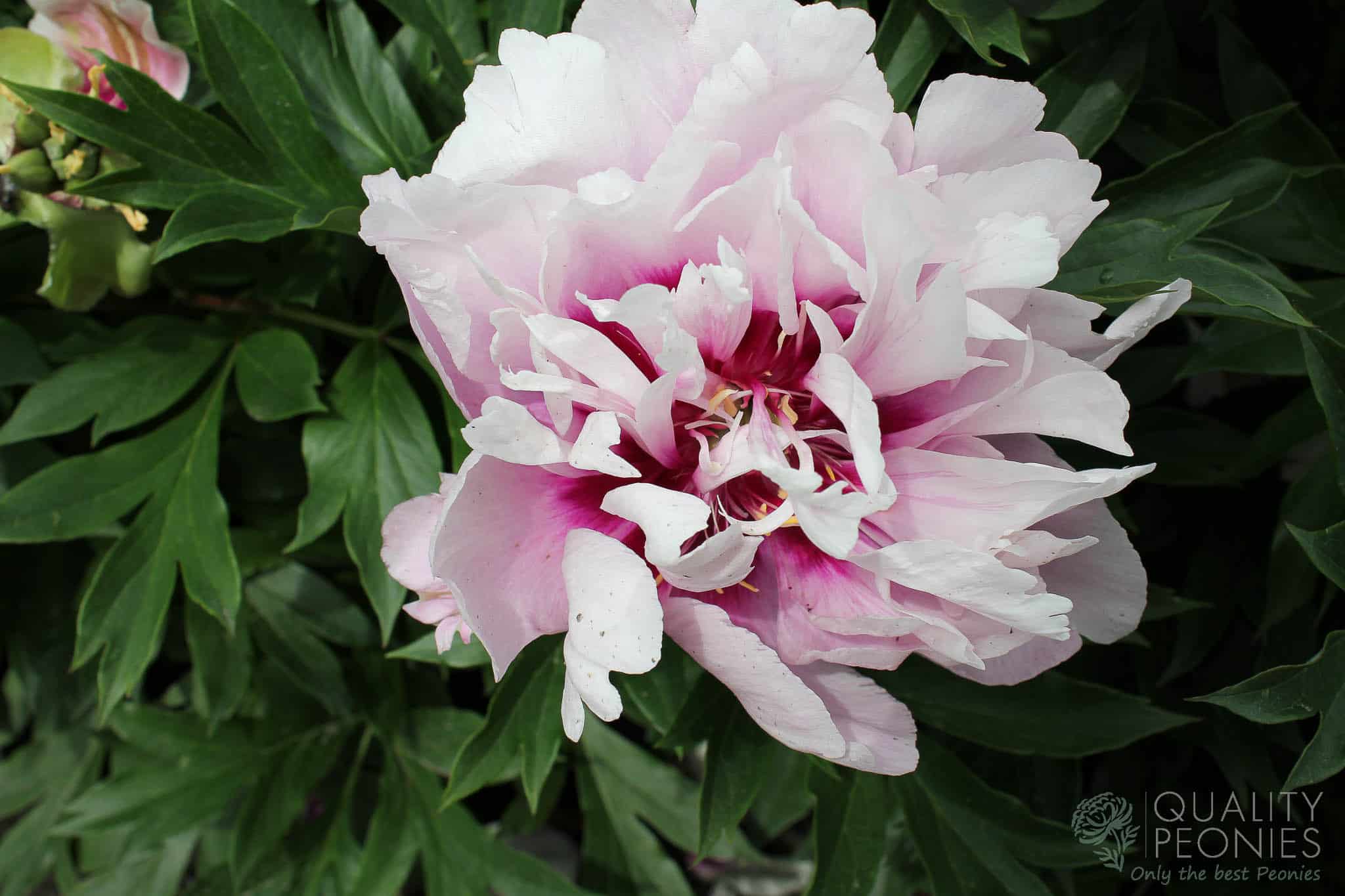 Cora Louise – Quality Peonies