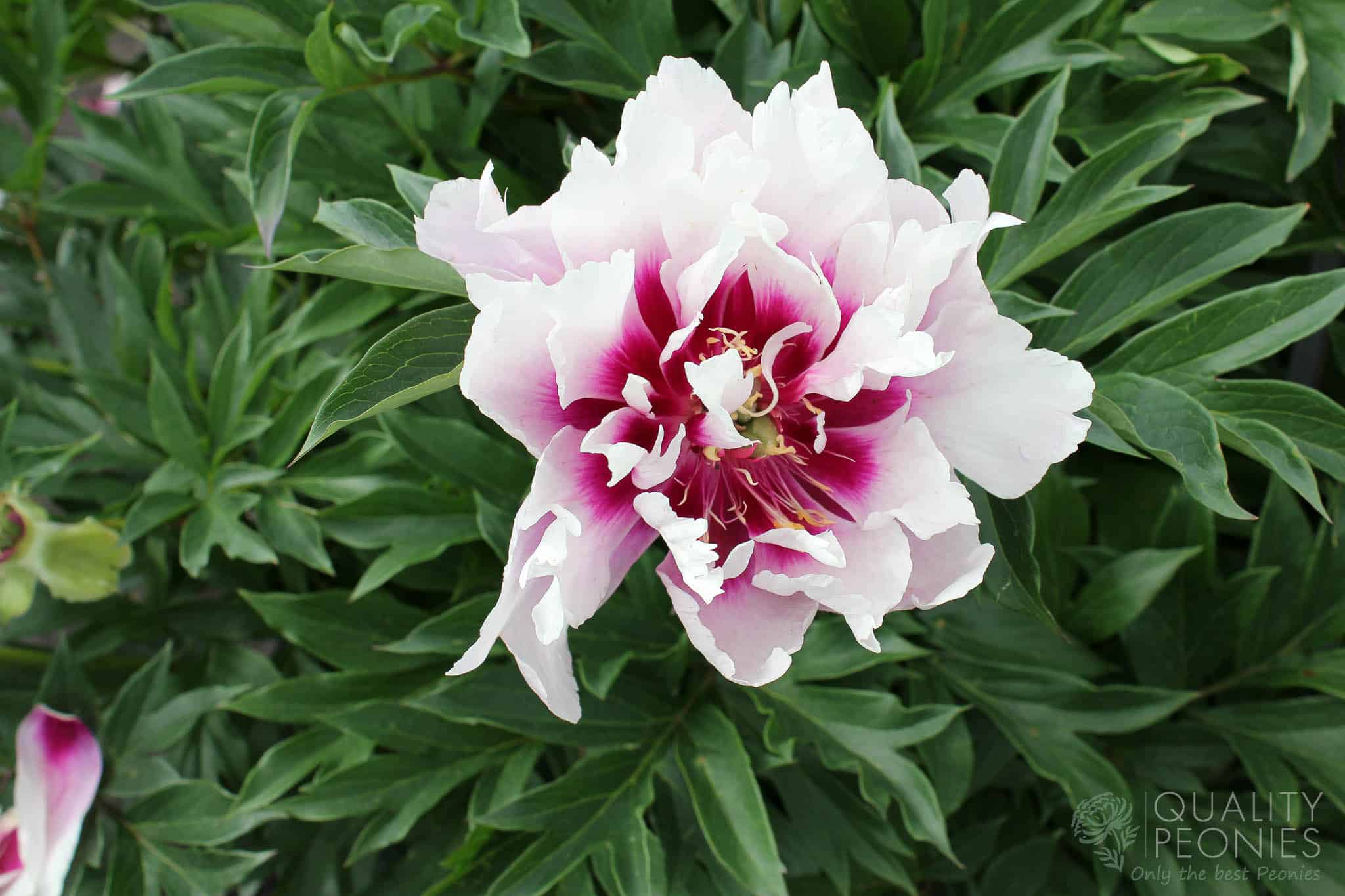 Cora Louise – Quality Peonies