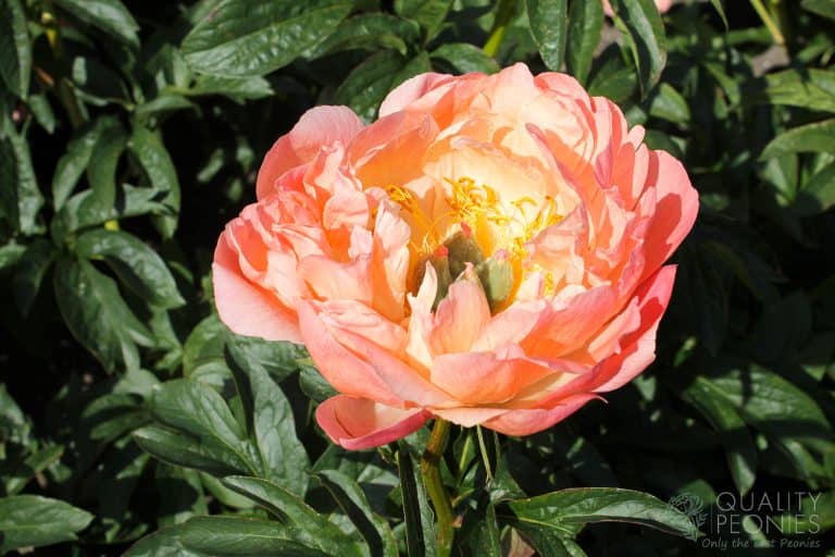 Coral Magic - Quality Peonies