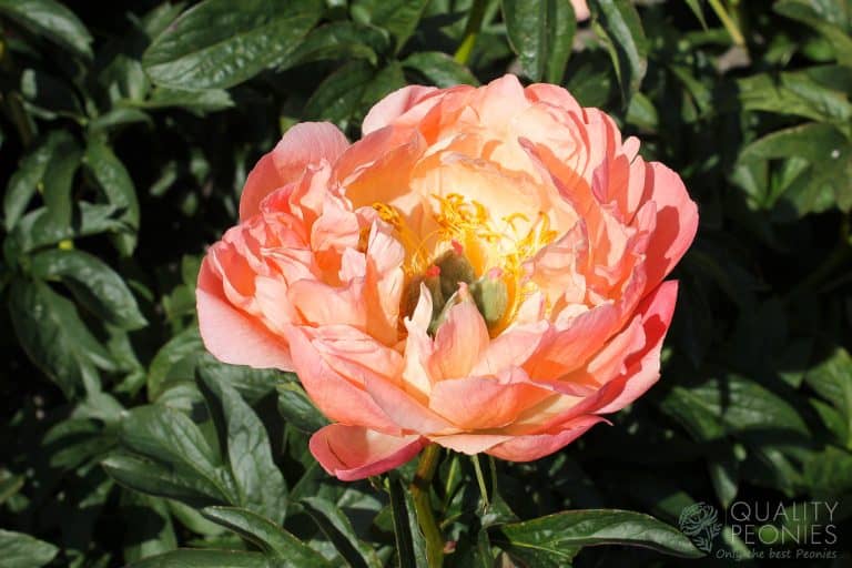 Coral Magic - Quality Peonies