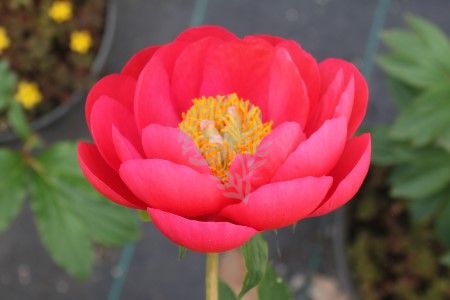 Coral Magic - Quality Peonies
