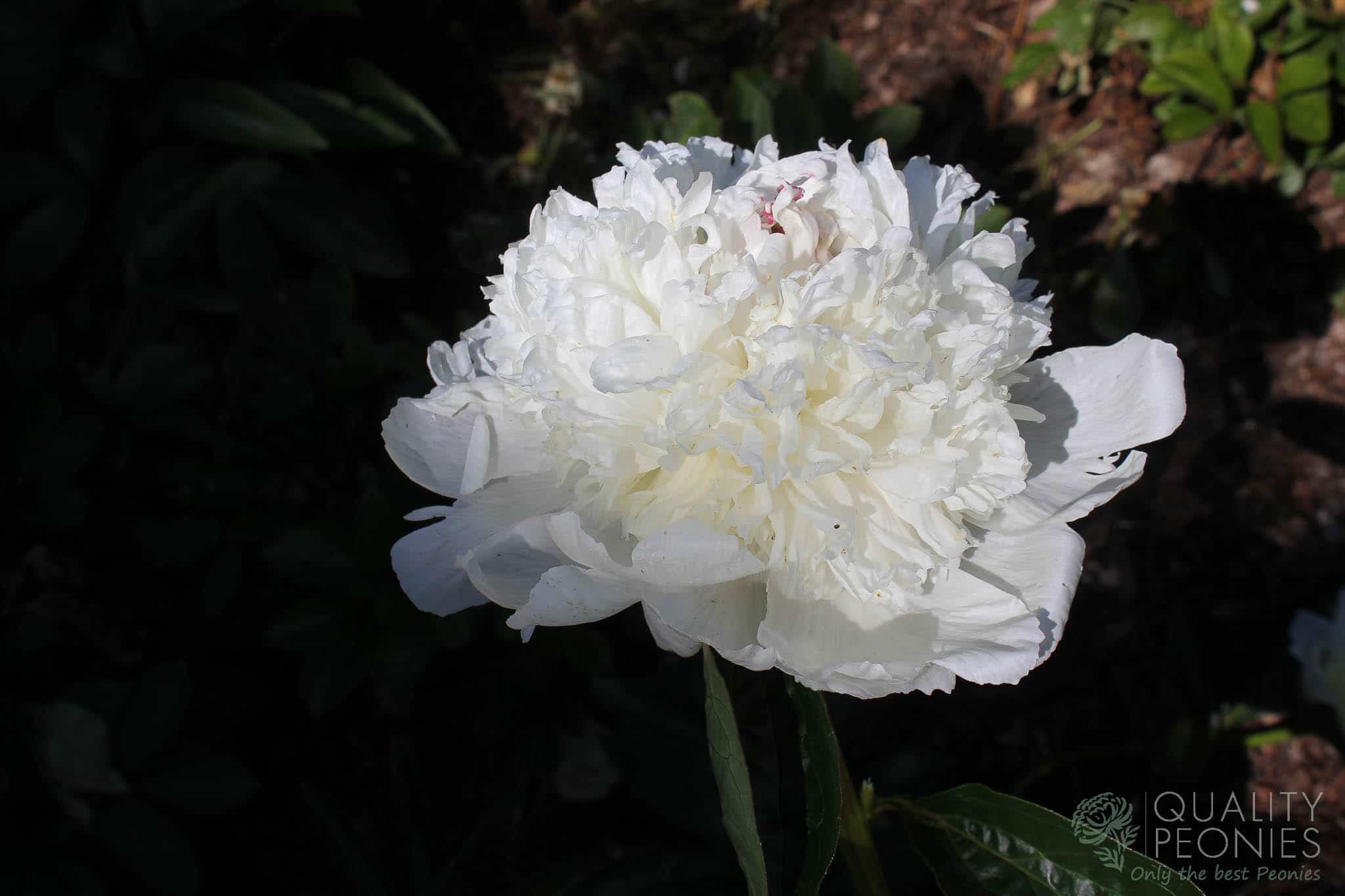 Katharine - Quality Peonies