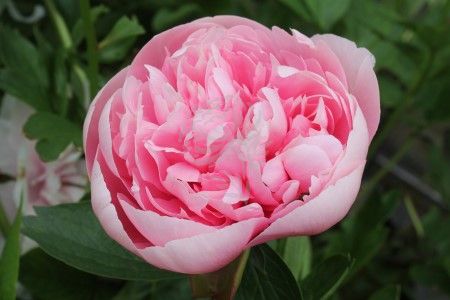 Etched Salmon - Quality Peonies