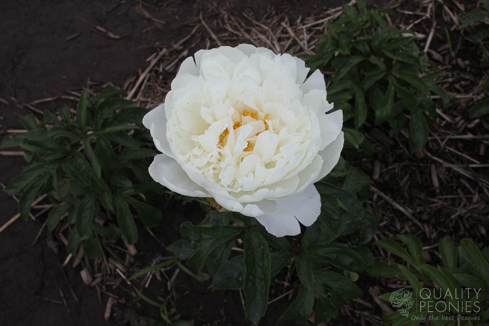 Fringed Ivory - Quality Peonies
