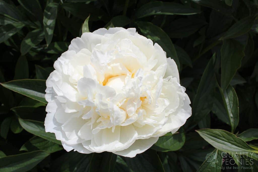 Fringed Ivory - Quality Peonies