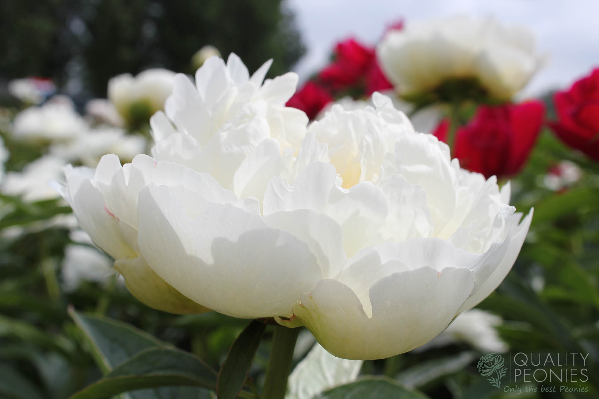 Fringed Ivory - Quality Peonies