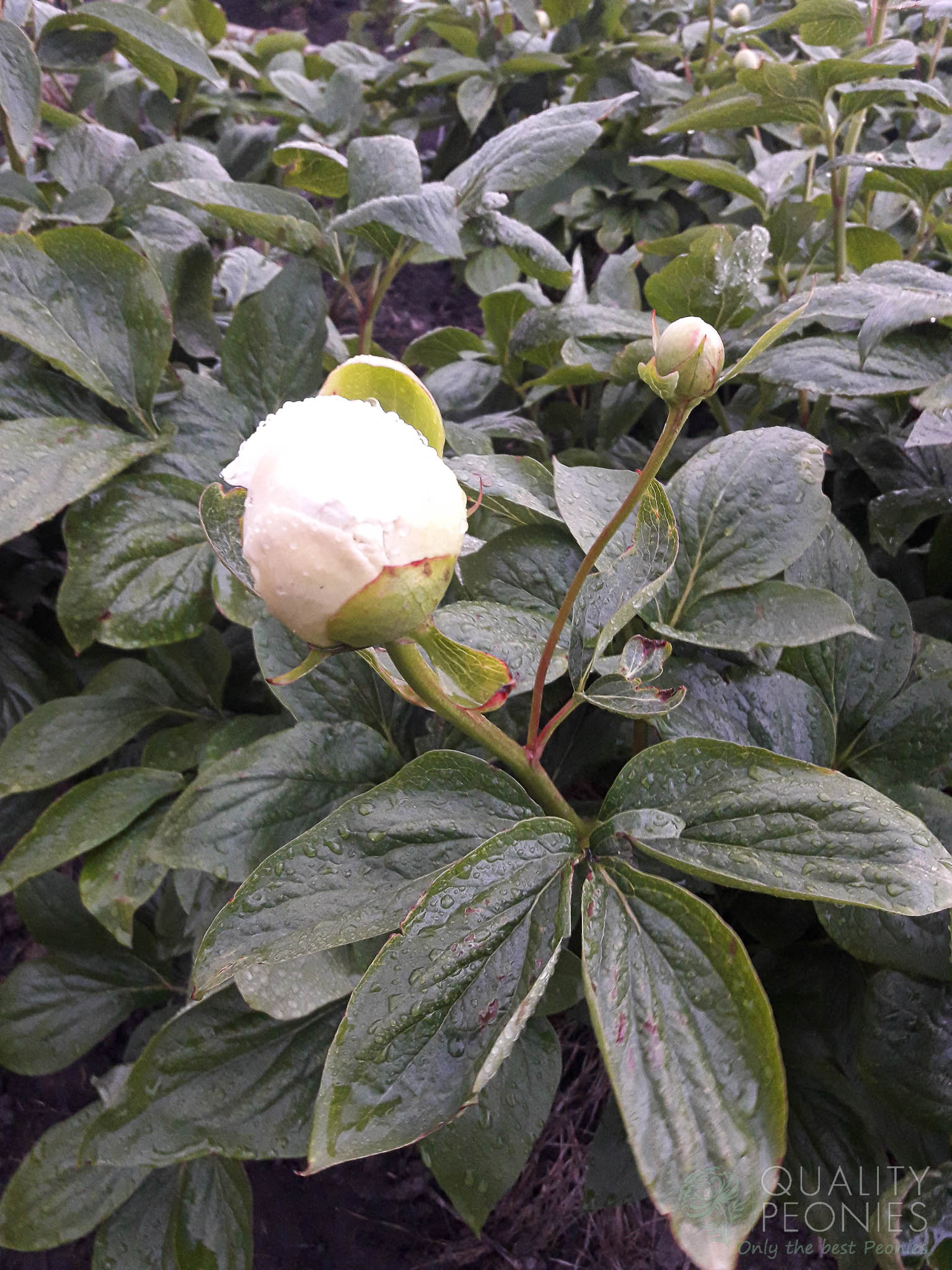 Grand Massive – Quality Peonies