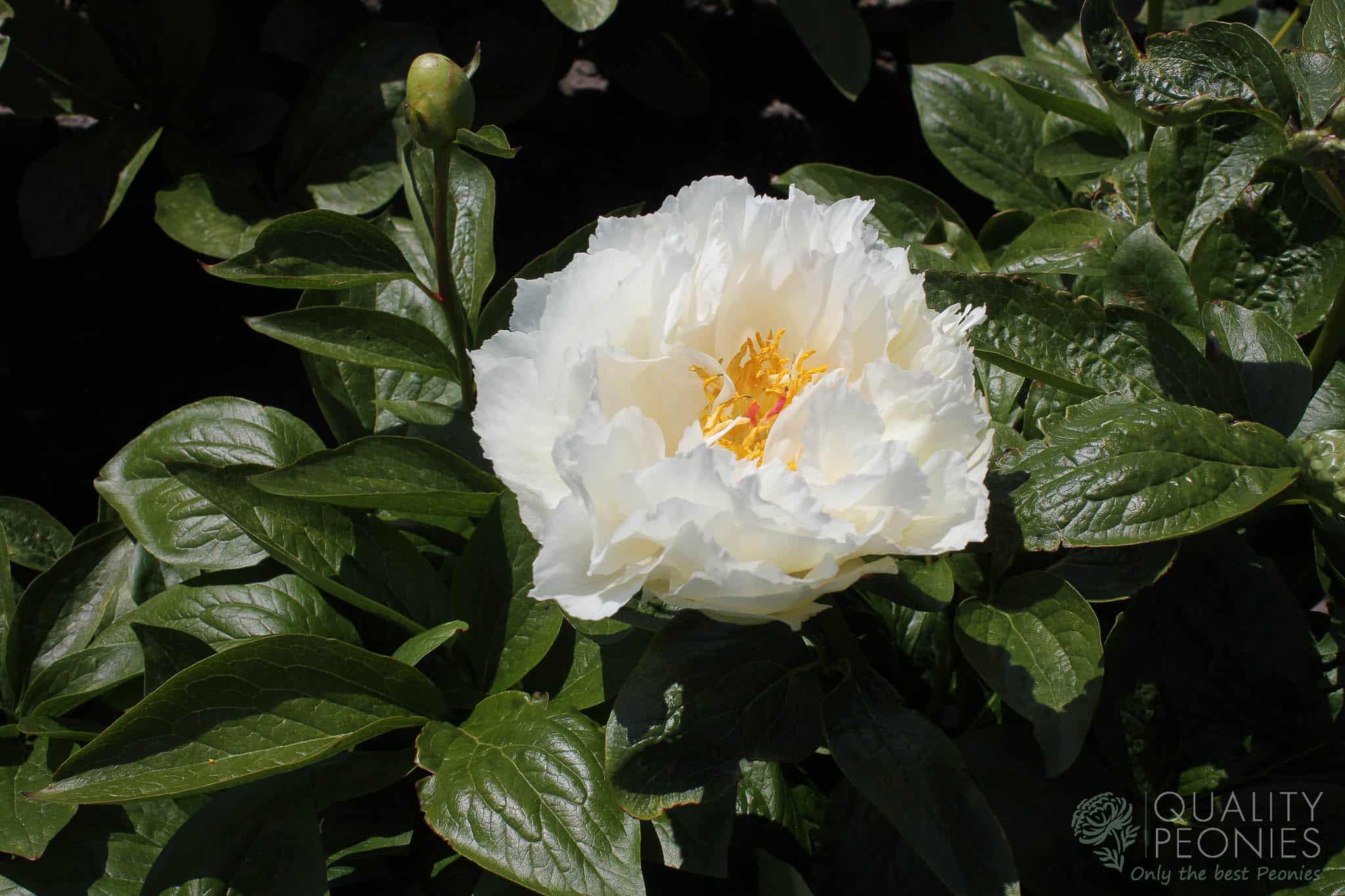 Grand Massive - Quality Peonies