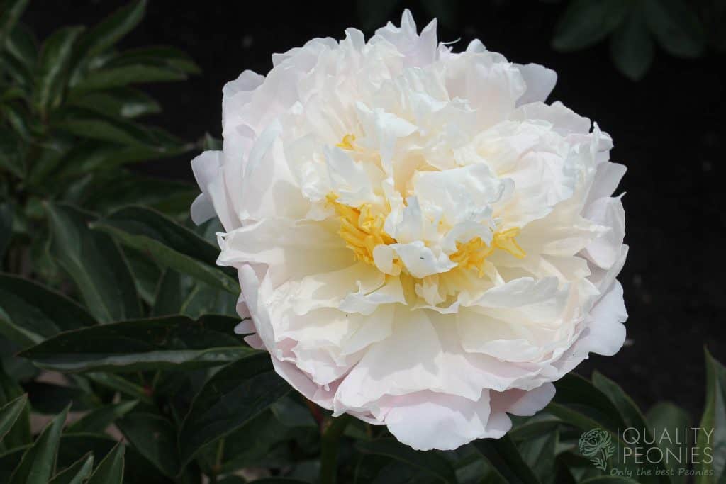 Fringed Ivory - Quality Peonies