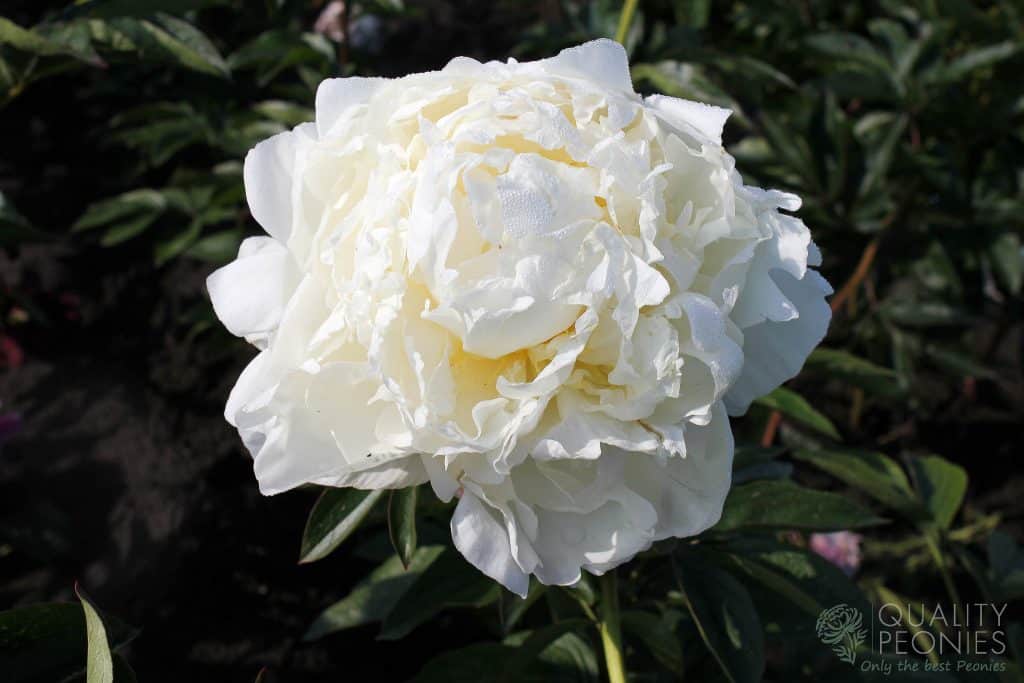 Adonis - Quality Peonies