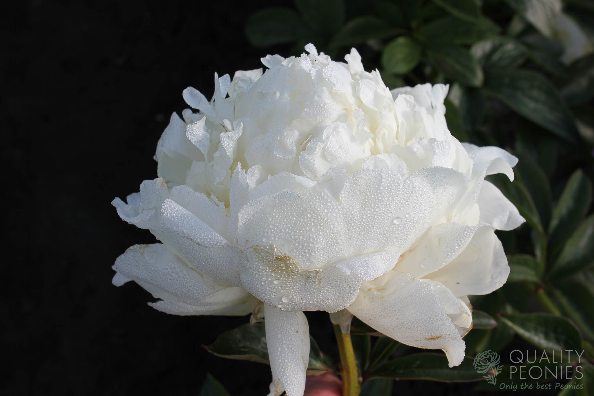 Ivory Victory – Quality Peonies