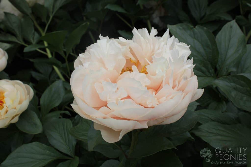 Kingsday - Quality Peonies