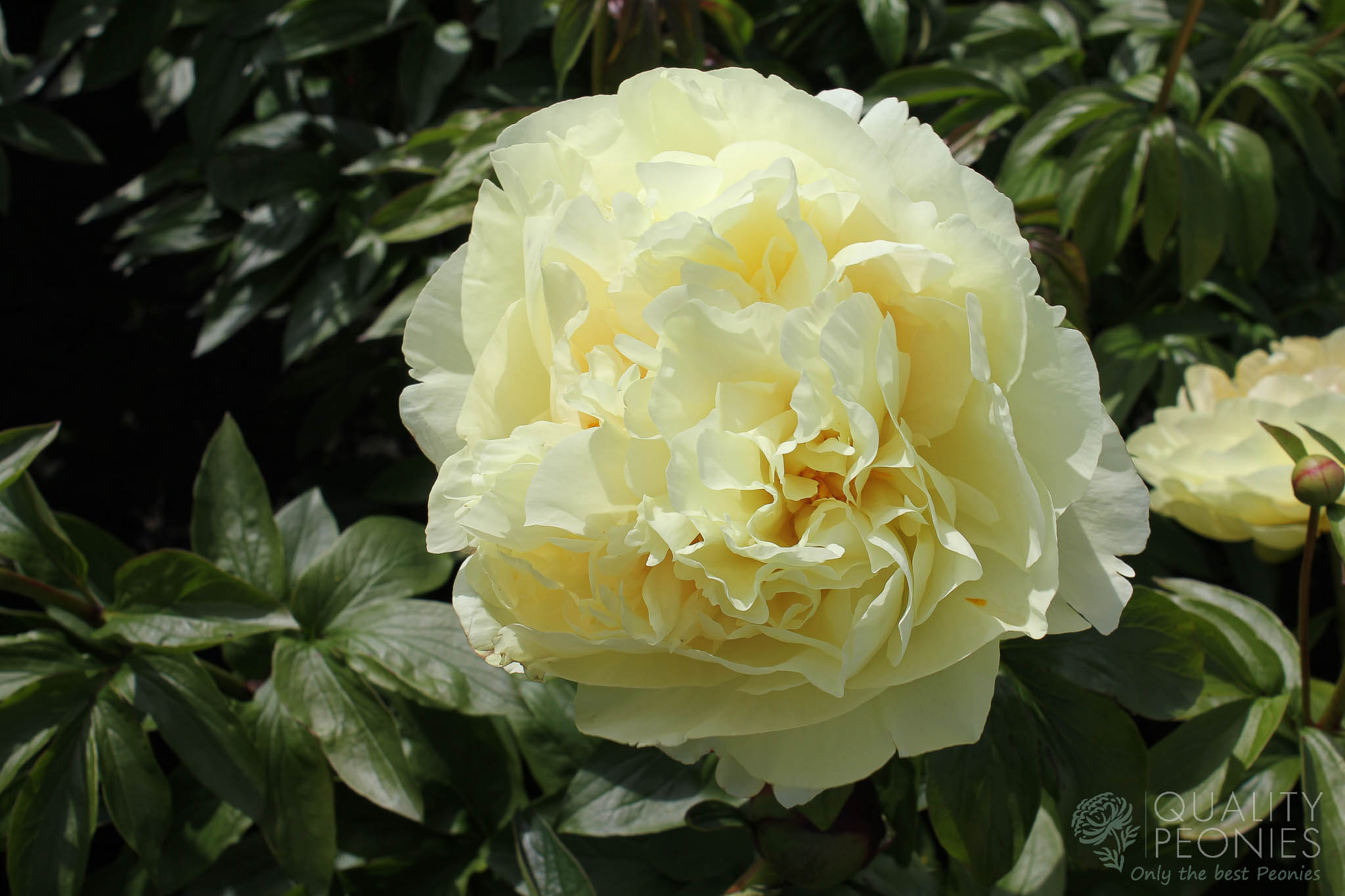 Lemon Chiffon - Quality Peonies