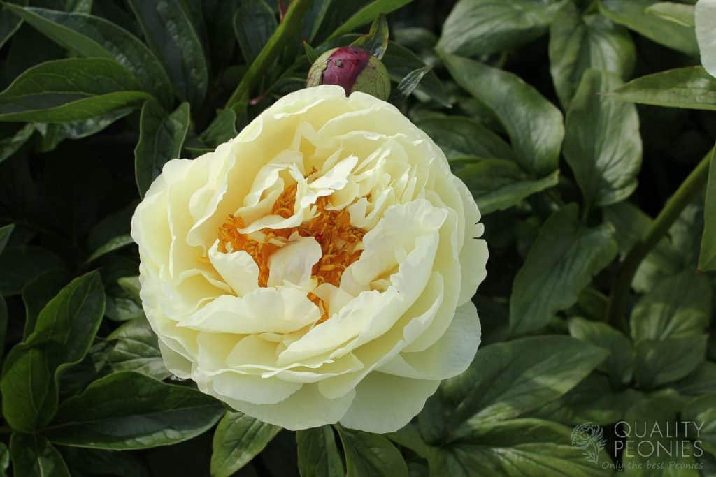 Lemon Chiffon - Quality Peonies