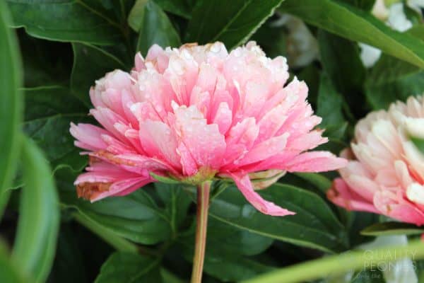 Lorelei - Quality Peonies