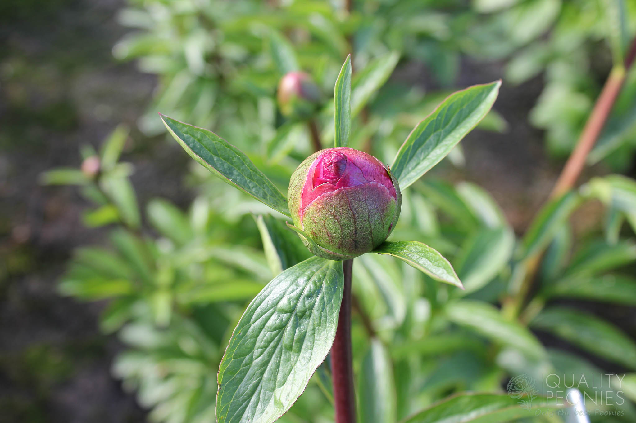 Lorelei - Quality Peonies