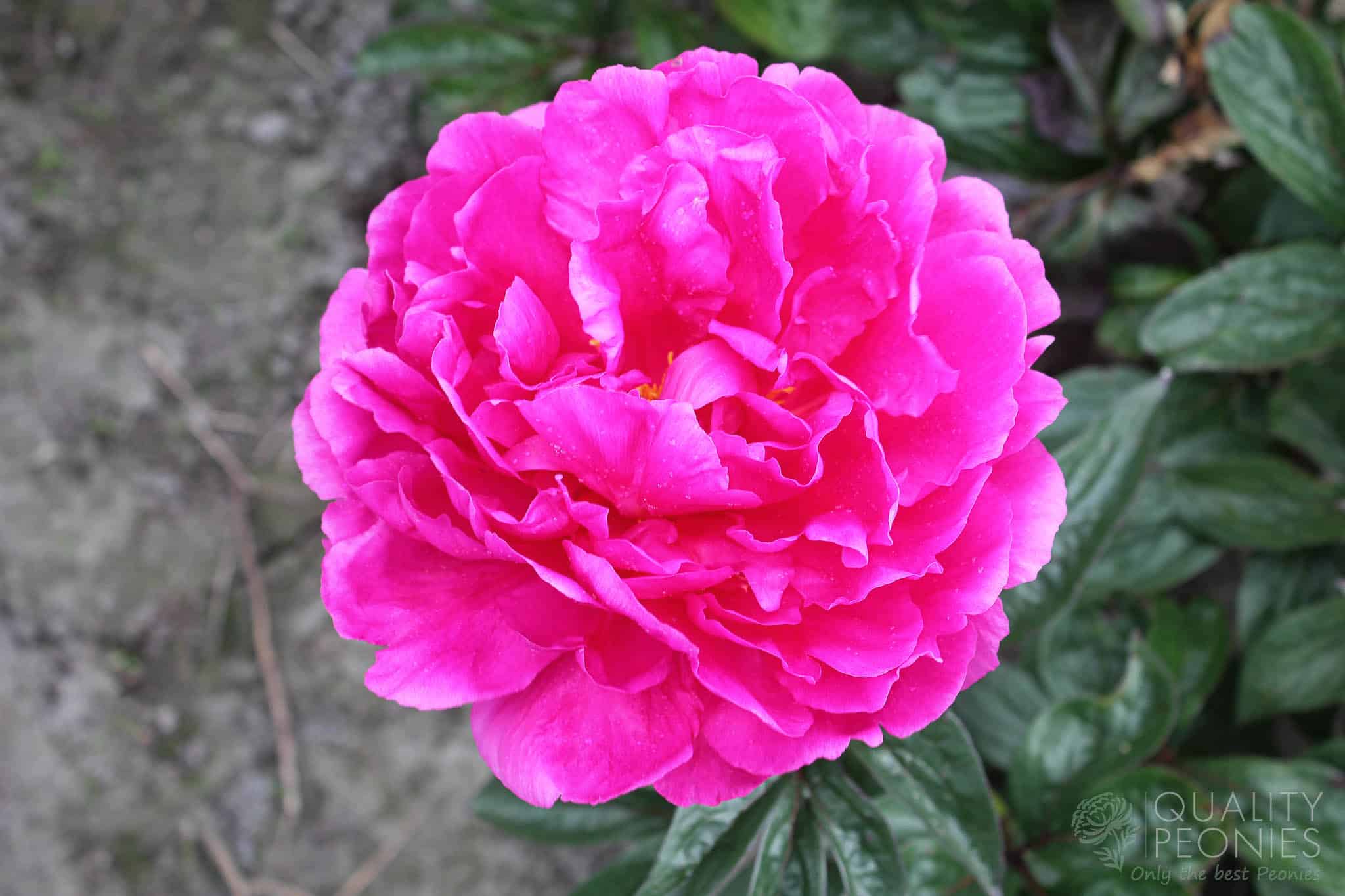 Magenta Moon - Quality Peonies