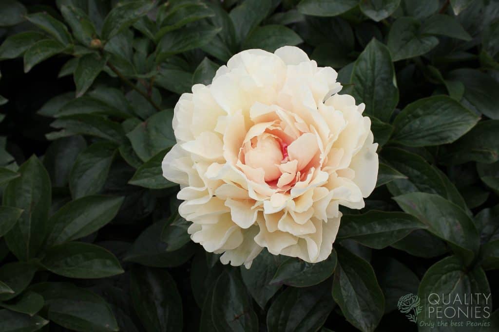 Majesty’s Heart – Quality Peonies
