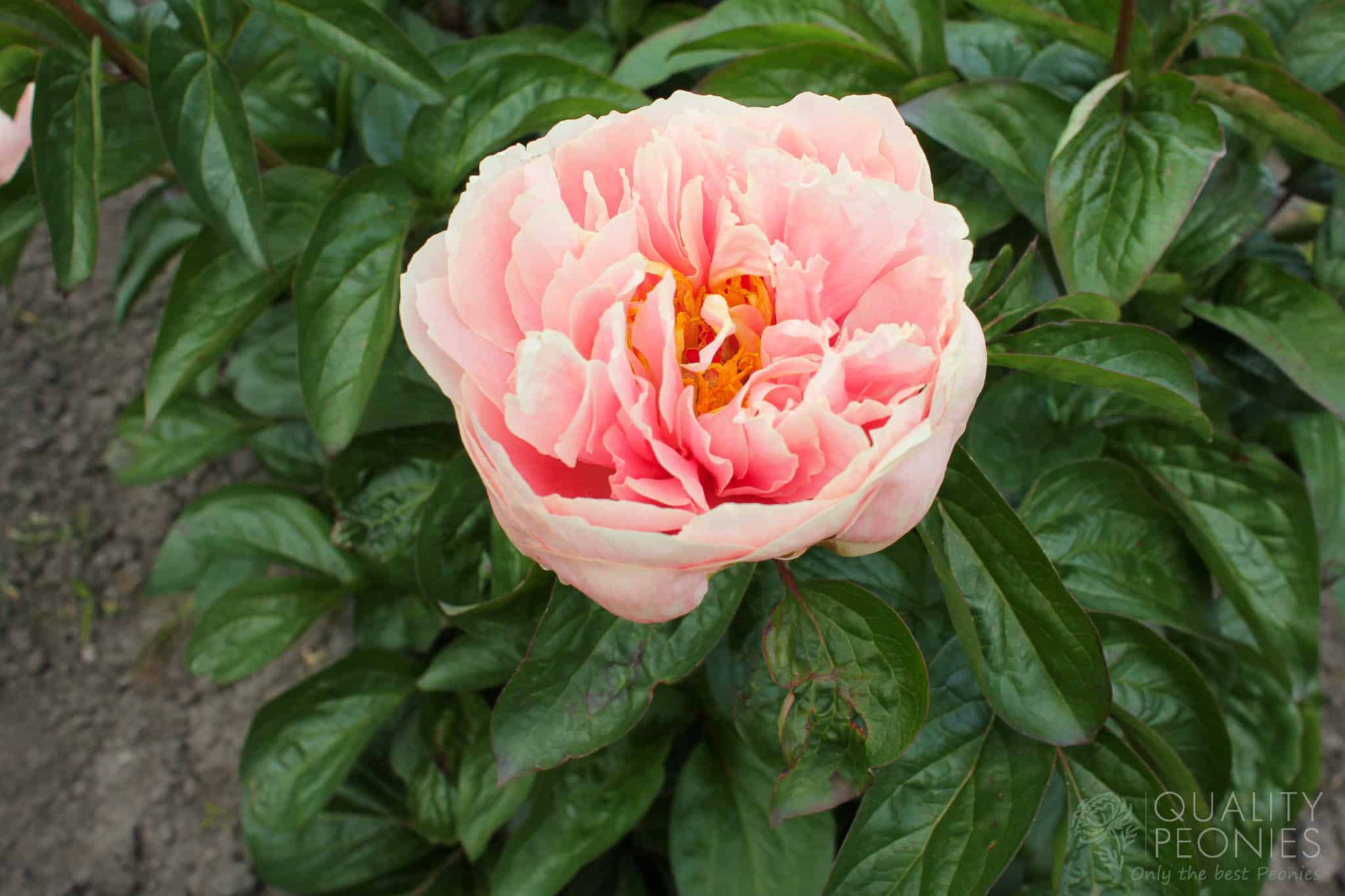 Majesty’s Star – Quality Peonies