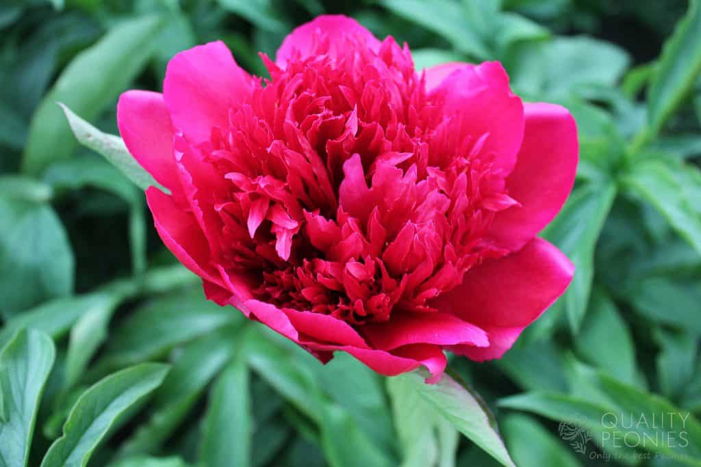 Paeonia Assortment - Quality Peonies