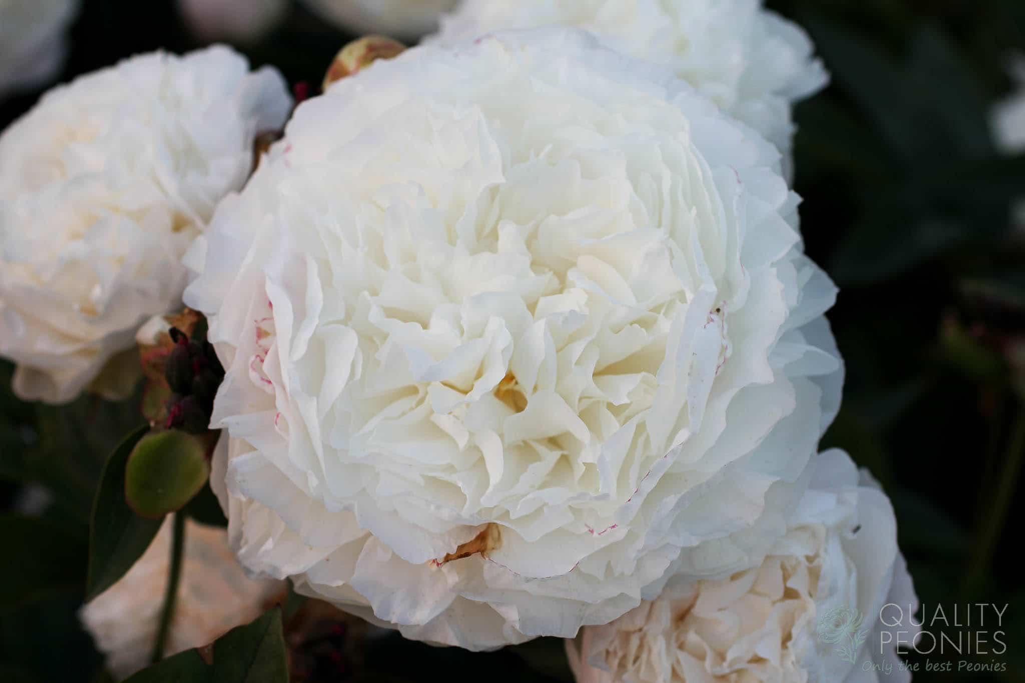 Omeo Snow – Quality Peonies