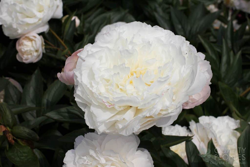 Omeo Snow – Quality Peonies