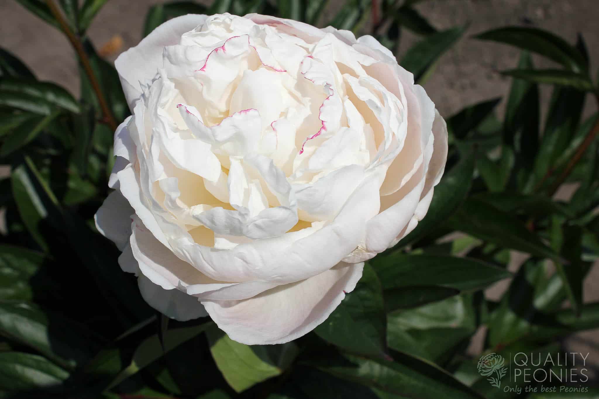 Omeo Snow – Quality Peonies
